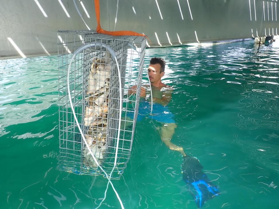 Recolonize ports and marinas | Port of Saint-Martin